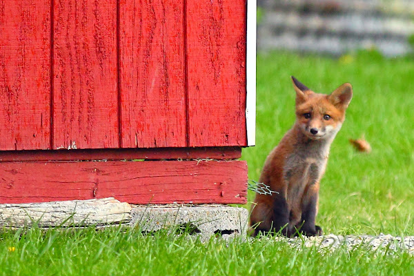 Red Fox | Project Noah