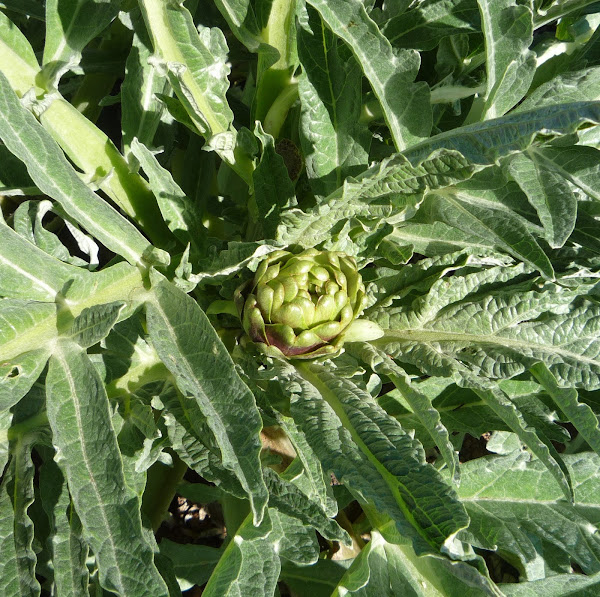 alcachofa o alcaucil | Project Noah