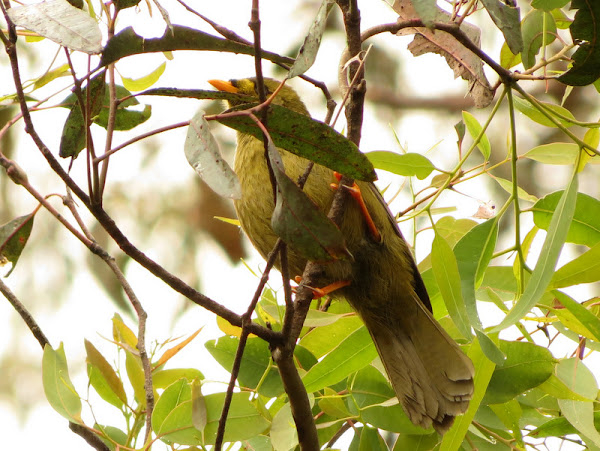 Bell Miner | Project Noah