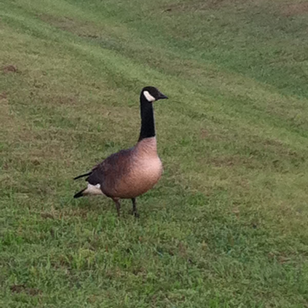 Canada goose | Project Noah