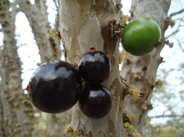 Brazilian Grape Tree - Jabuticaba | Project Noah