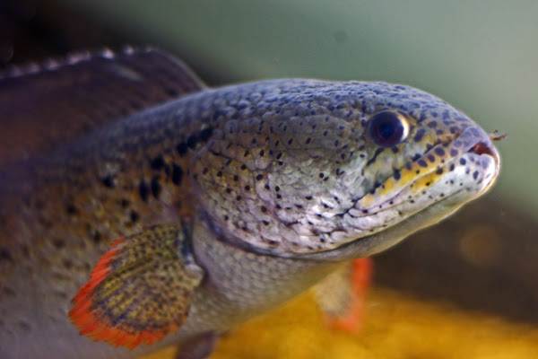 Barca Snakehead | Project Noah