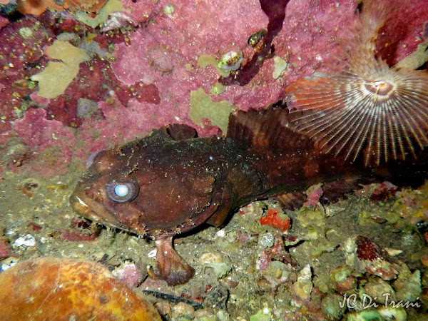 Sapo Bocon Fish | Project Noah