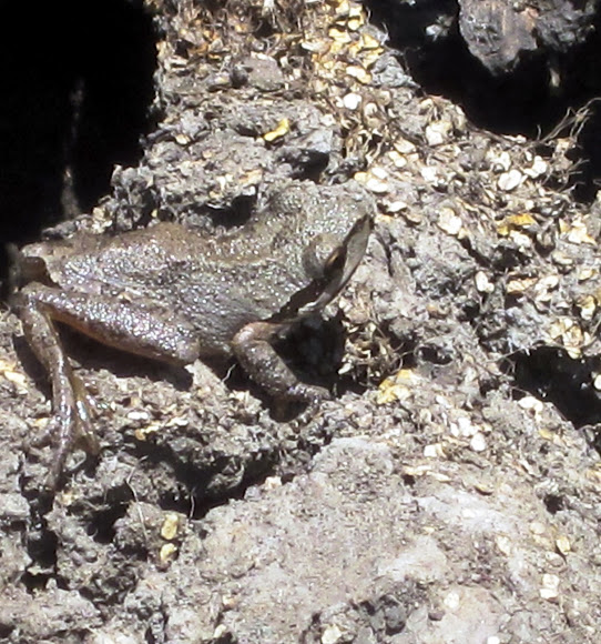 Chorus Frog | Project Noah