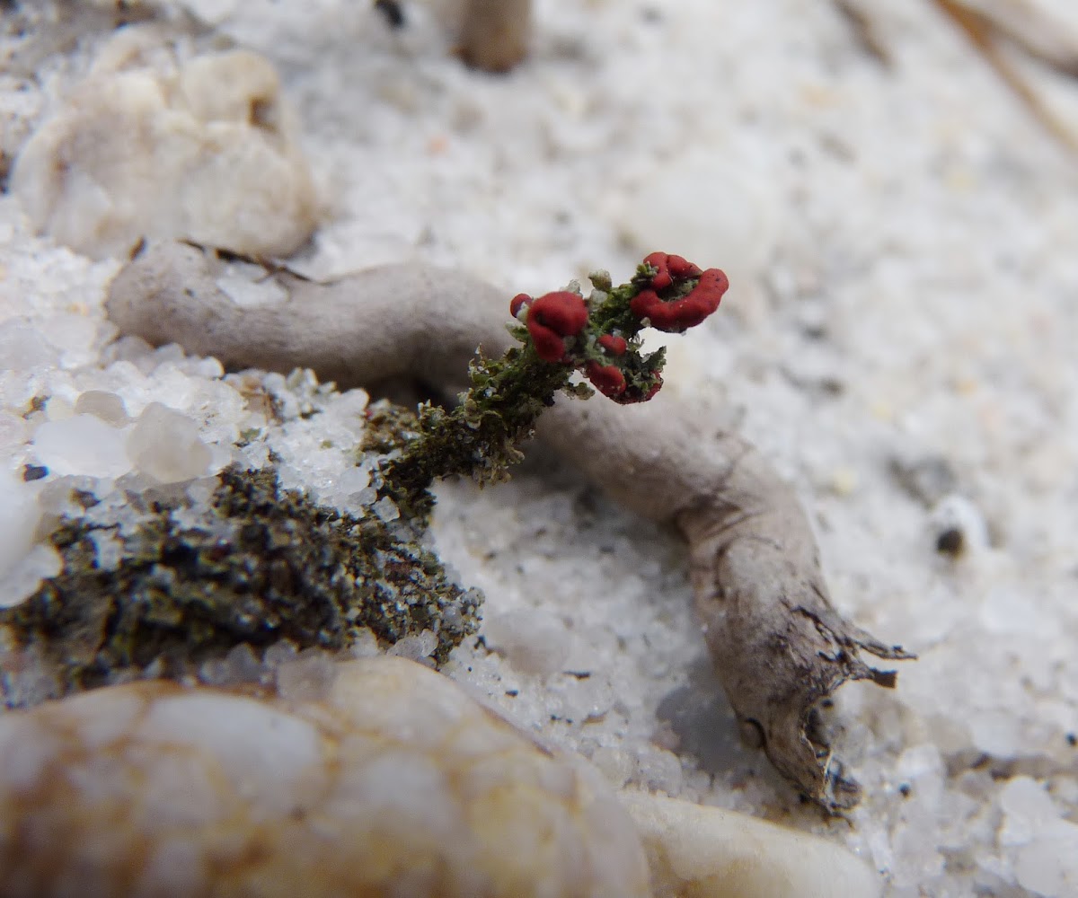 British Soldier Lichen | Project Noah