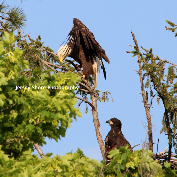 BALD EAGLE | Project Noah