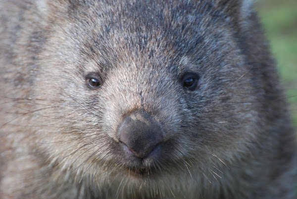Common Wombat | Project Noah