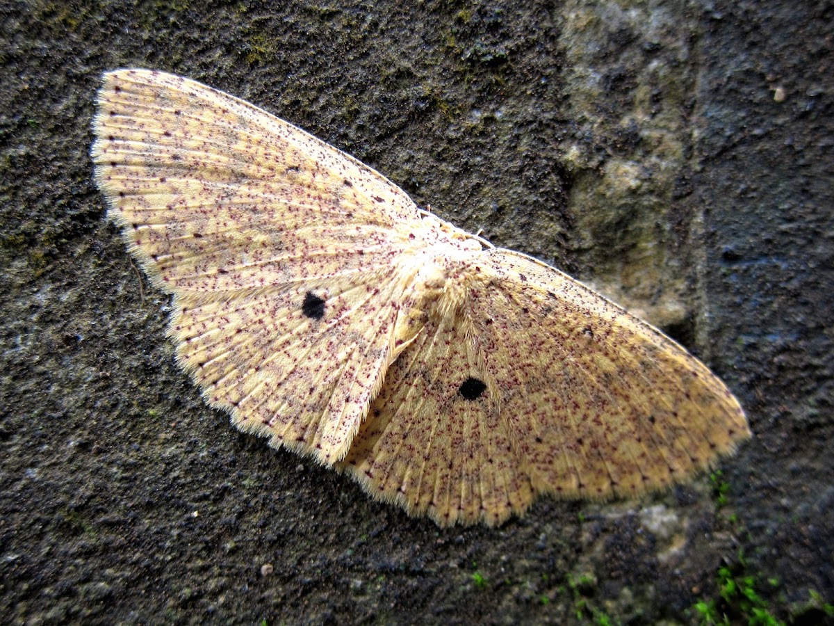 Geometer Moth | Project Noah