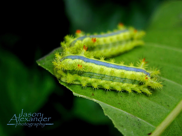 Blue-striped Nettle Grub | Project Noah