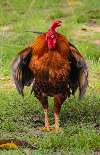 Rooster | Project Noah