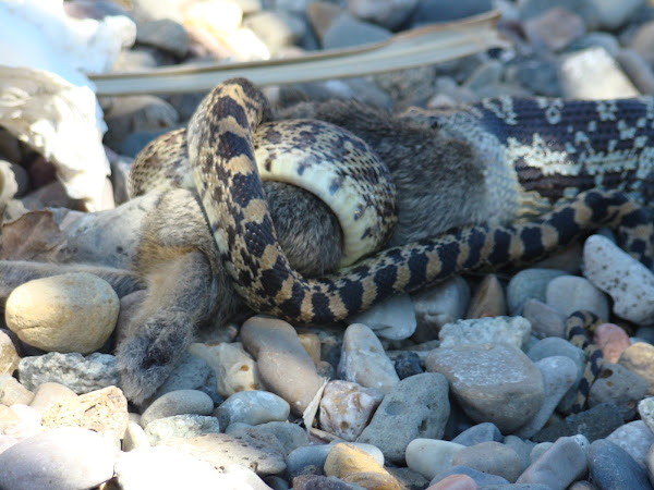 Gopher Snake Eating a Rabbit | Project Noah