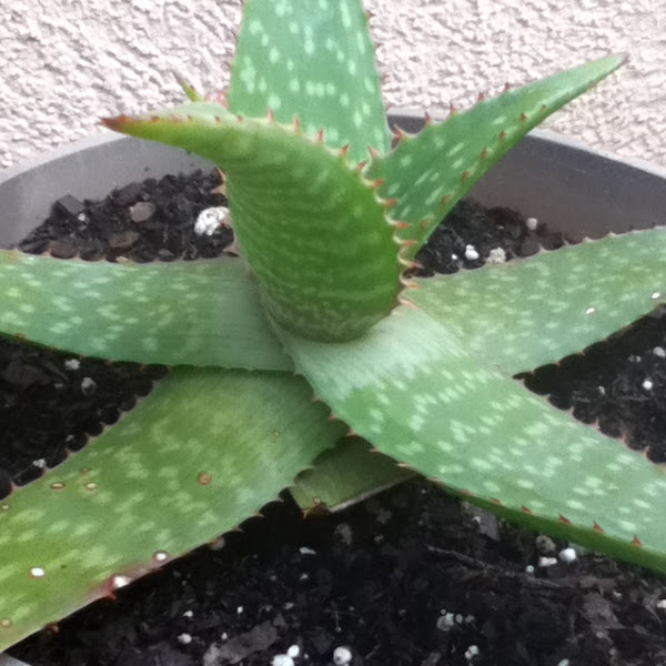 Aloe Vera | Project Noah