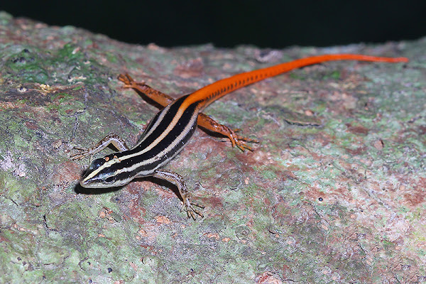 Striped Tree Skink | Project Noah