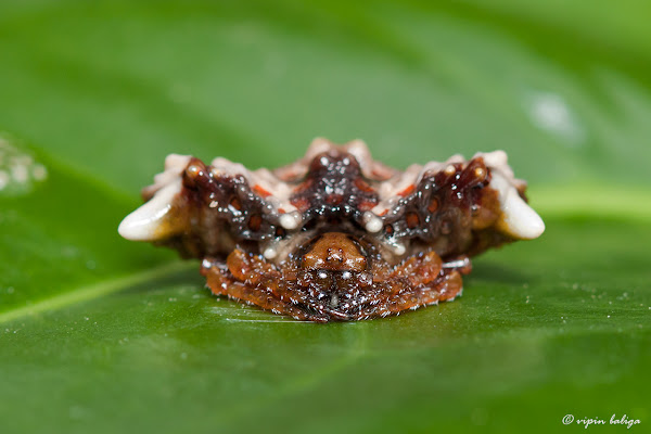 Bird Dung Spider | Project Noah