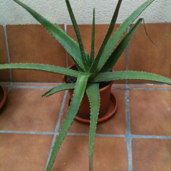 Aloe Vera | Project Noah
