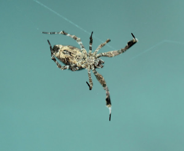 Feather legged spider | Project Noah