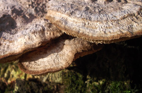 Walled Maze Polypore | Project Noah