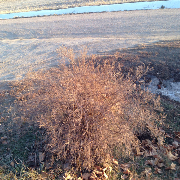 Shrub | Project Noah