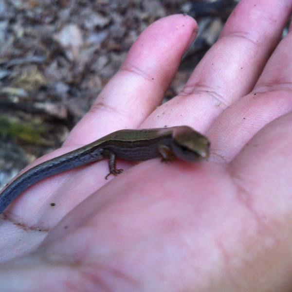 Ground Skink | Project Noah