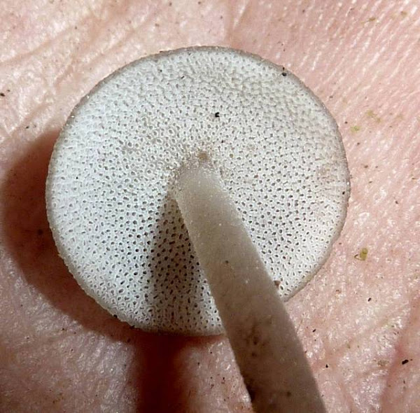 Hongo | Project Noah