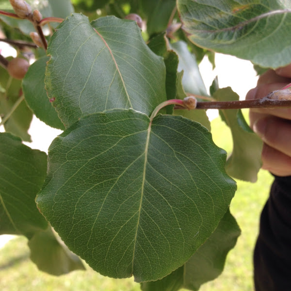 Bradbury Pear Tree | Project Noah