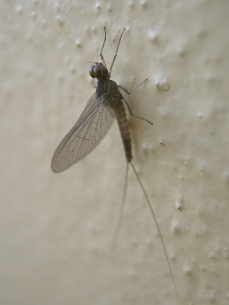 Small Minnow Mayfly | Project Noah