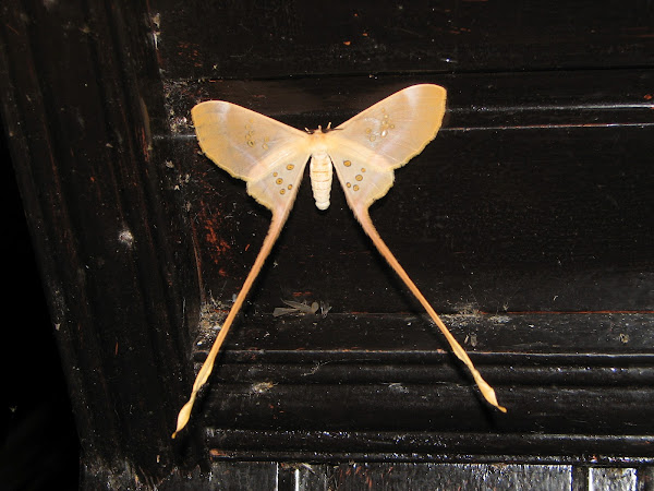 Eudaemonia sp. | Project Noah