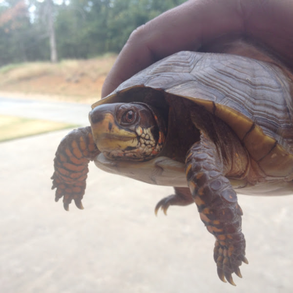 Three-toed Box Turtle | Project Noah