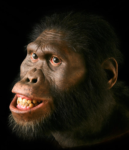 Reconstruction of Australopithecus africanus - John Gurche — Google ...