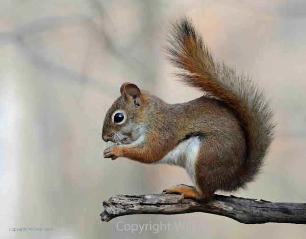 American Red Squirrel | Project Noah