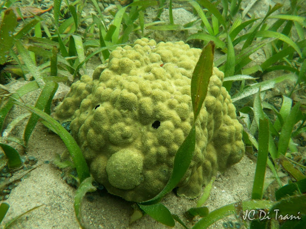 Mustard Hill Coral | Project Noah