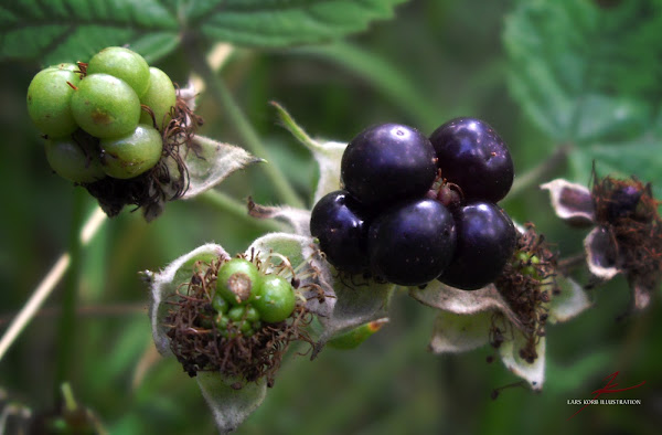 Blackberry | Project Noah