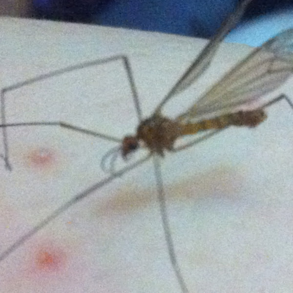 zancudo, mosquito | Project Noah