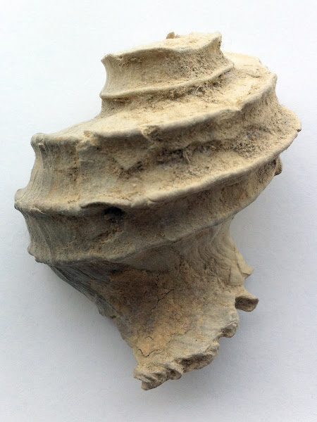 Fossil sea snail shell | Project Noah