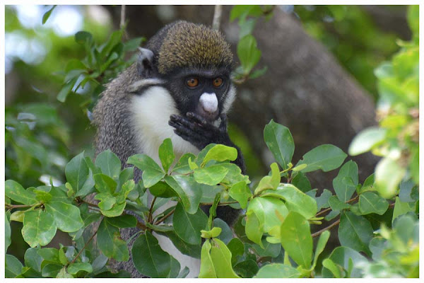 The lesser spot-nosed monkey | Project Noah