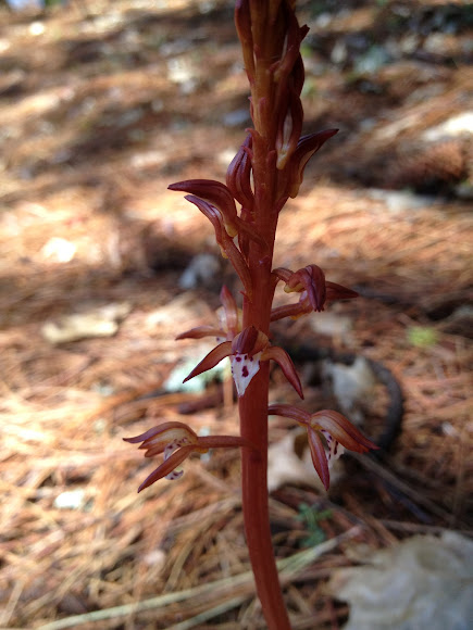 Spotted Coral Root | Project Noah
