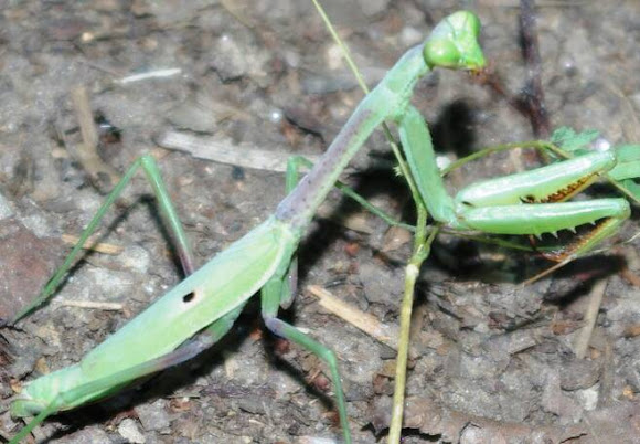Carolina Mantis (Mantid) | Project Noah