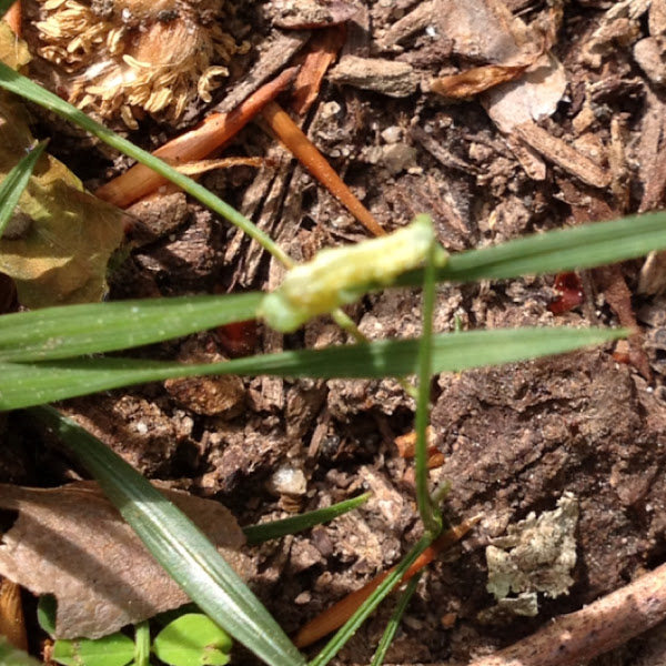 Inchworm | Project Noah