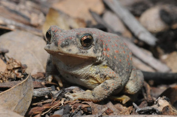 Red-spotted toad | Project Noah