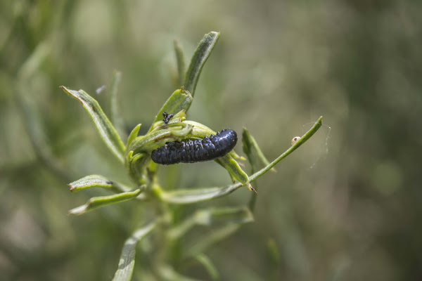 rabbit brush beetle | Project Noah