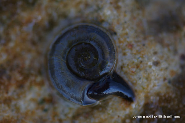 Planorbidae | Project Noah