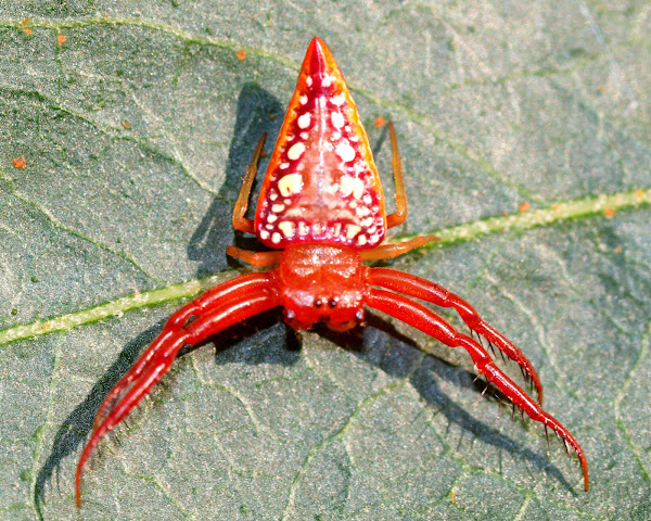 Triangular Spider | Project Noah