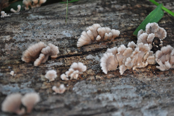 Kurakding fungi or Common split-gill | Project Noah