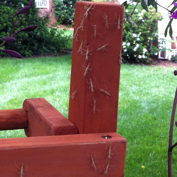 Praying Mantis | Project Noah