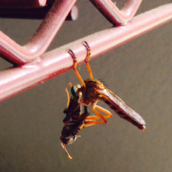 Hanging Thief robber fly | Project Noah