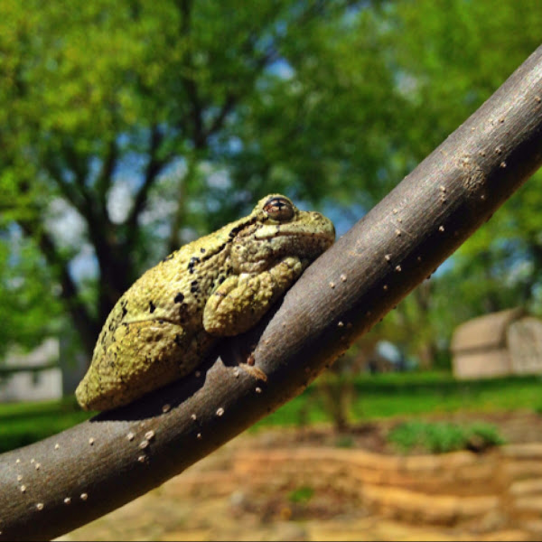 Cope's gray tree frog | Project Noah