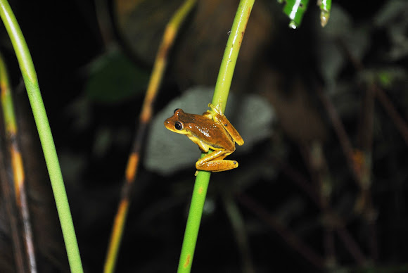 Yellow Hourglass Treefrog | Project Noah