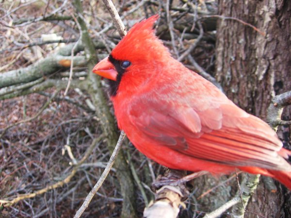 Northern Cardinal | Project Noah