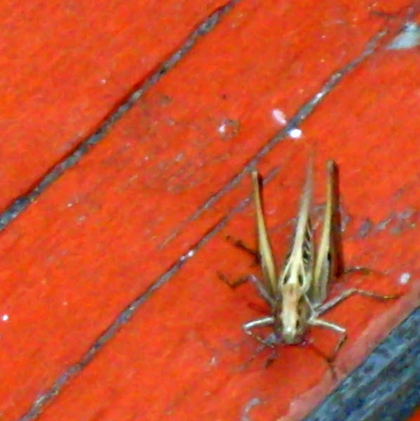 Brown Spotted Bush cricket | Project Noah