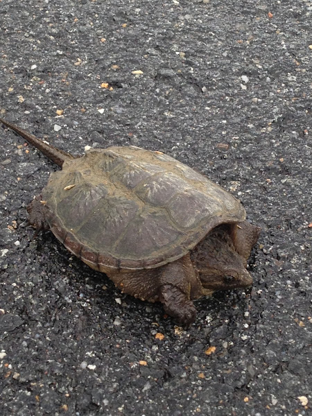 Eastern Snapping Turtle | Project Noah